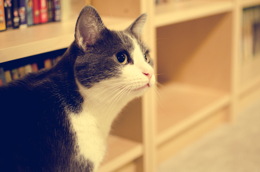 08-Ettible-NYC-Pet-Photography-Rupert the Cat – Ettible Photography