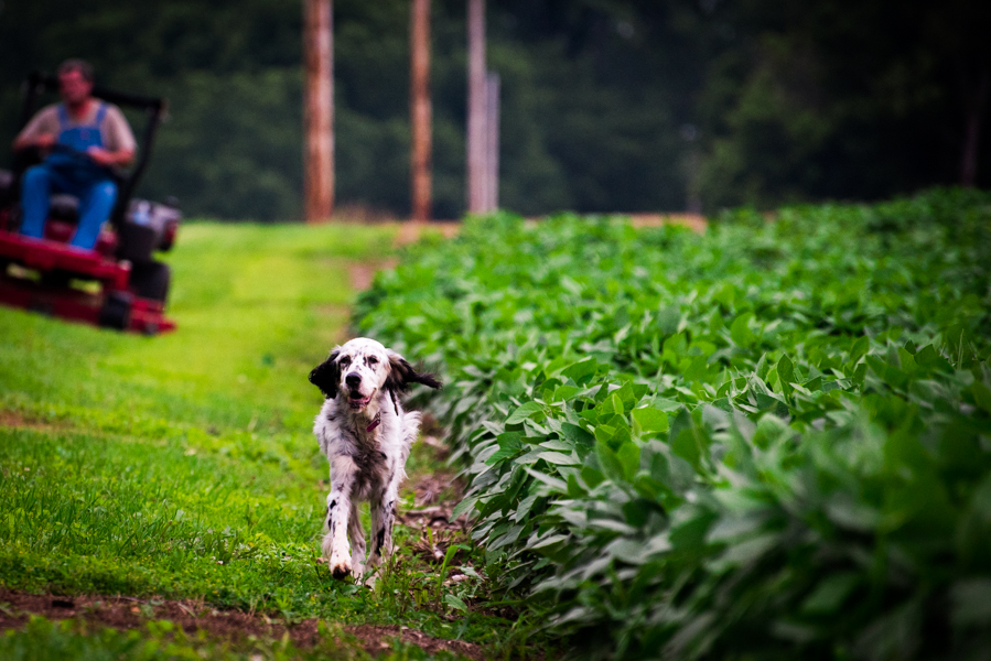 English-Setter-Farm-Dog-6120 – Ettible Photography
